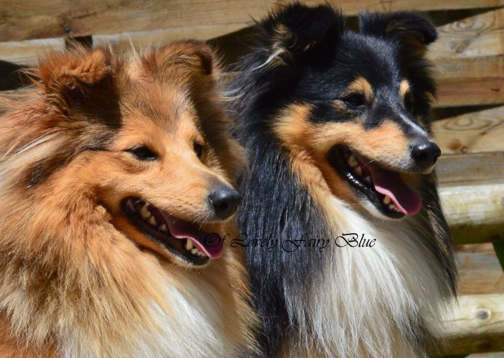Accueil - Elevage Of Lovely Fairy Blue - eleveur de chiens Shetland ...